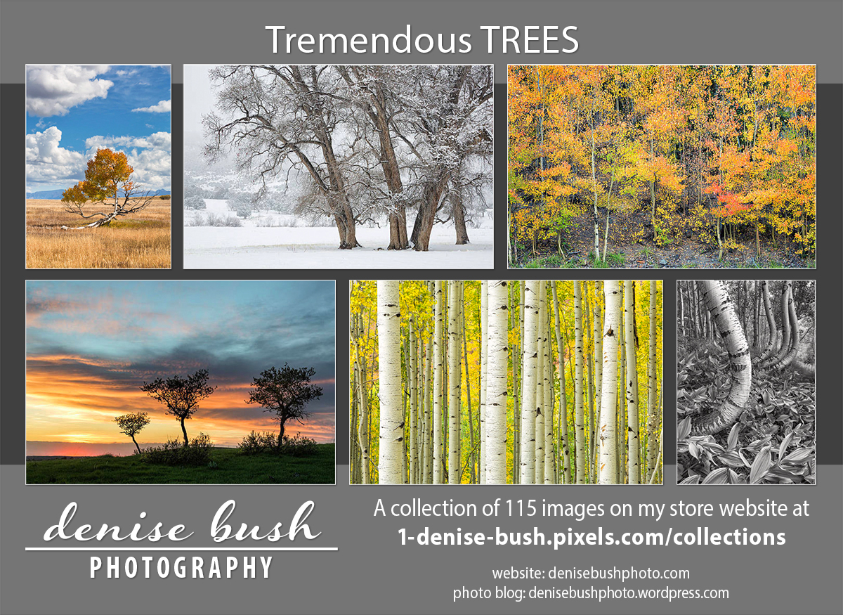 Tremendous Trees Collection | Colorful Colorado